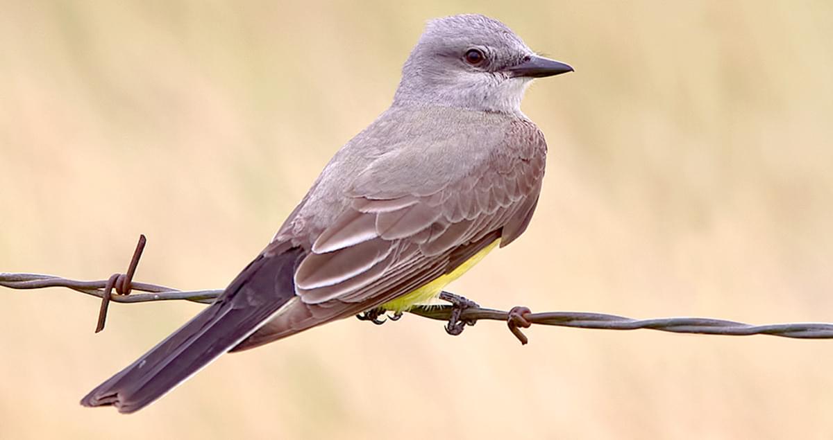 Couch's Kingbird Identification, All About Birds, Cornell Lab of ...