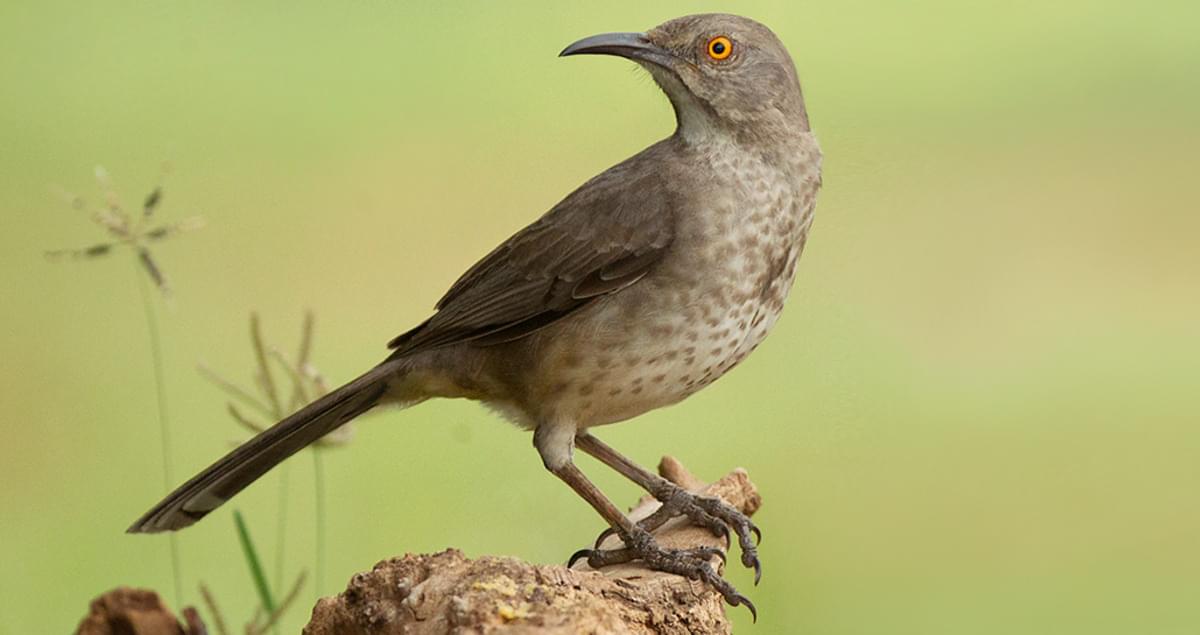 Curve-billed Thrasher Identification, All About Birds, Cornell Lab of ...