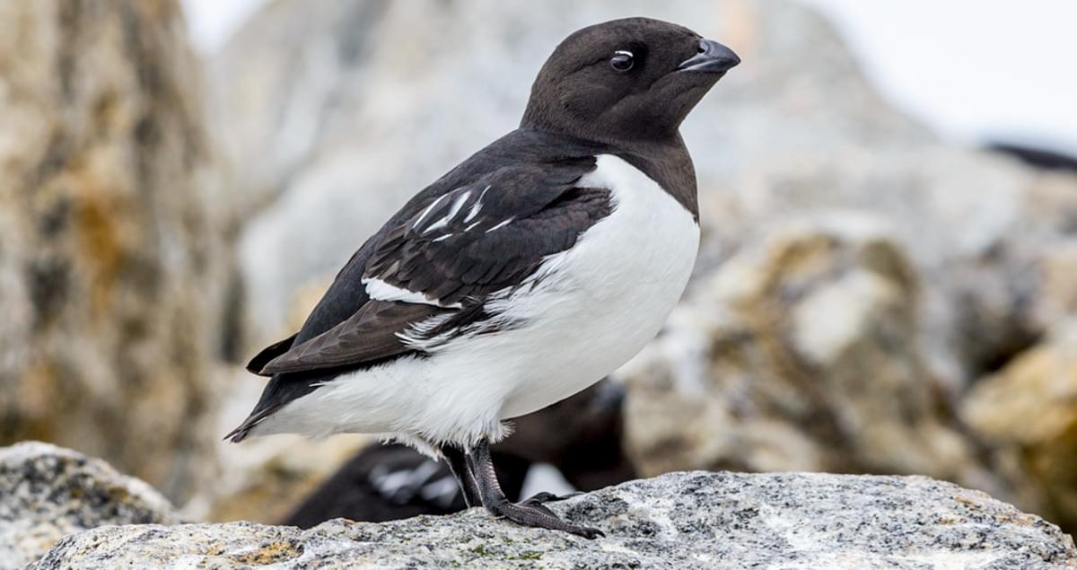 Dovekie Identification, All About Birds, Cornell Lab of Ornithology