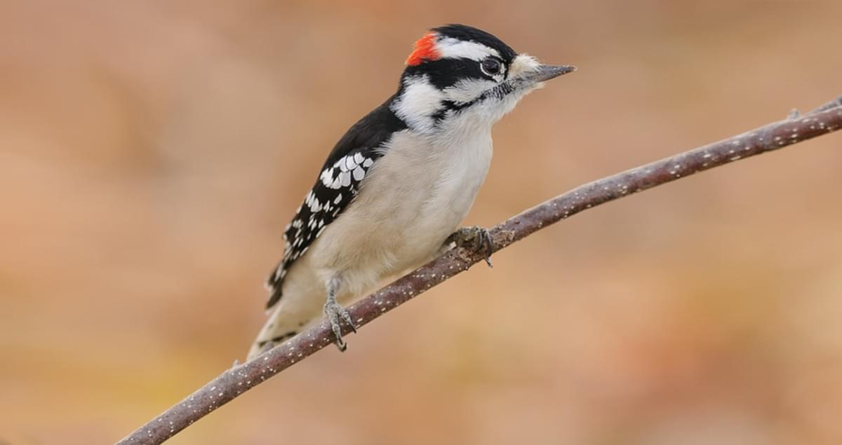 Downy Woodpecker Life History, All About Birds, Cornell Lab of Ornithology