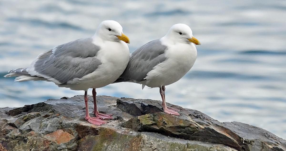 Glaucous-winged Gull Identification, All About Birds, Cornell Lab of ...