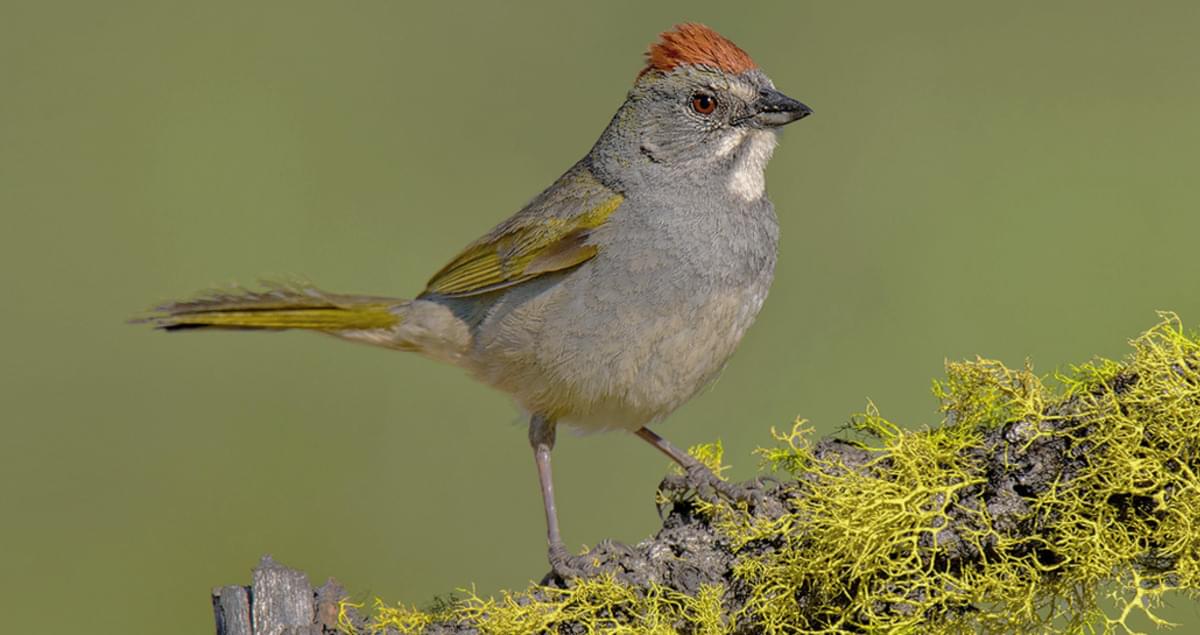 Green-tailed Towhee Range Map, All About Birds, Cornell Lab of Ornithology