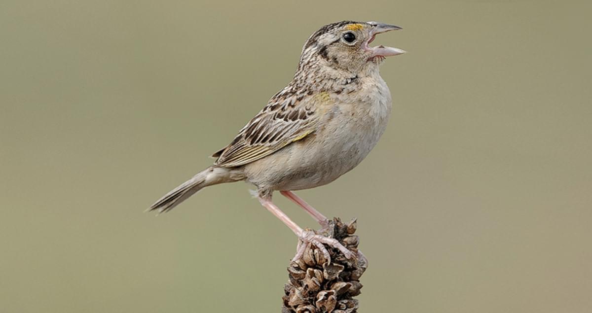 Grasshopper Sparrow Identification, All About Birds, Cornell Lab of ...