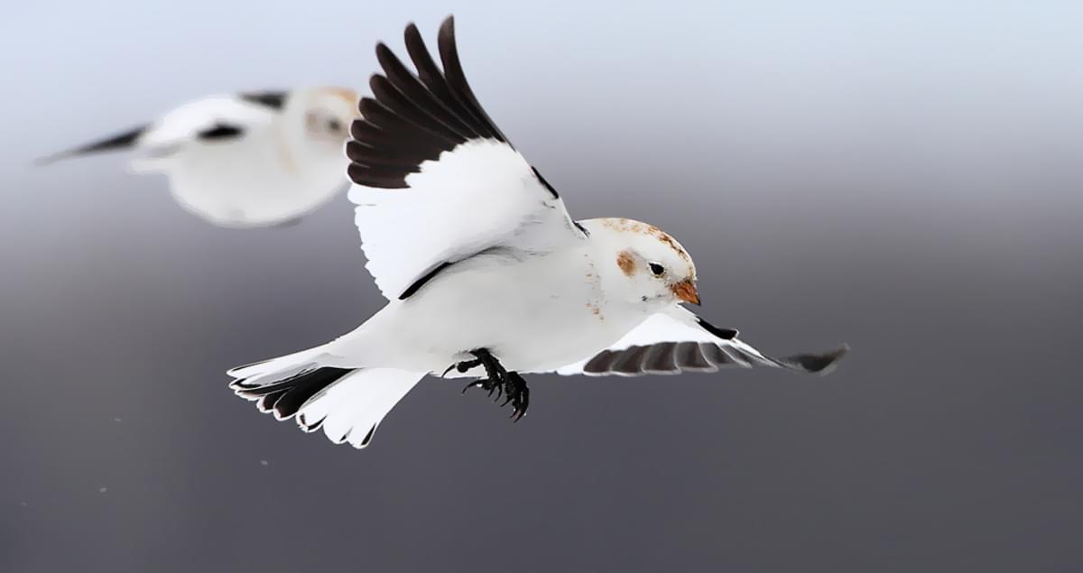 Snow Bunting Identification, All About Birds, Cornell Lab of Ornithology