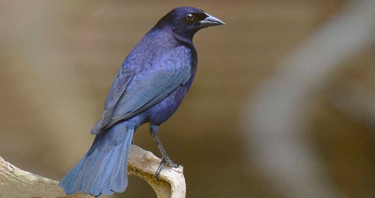 Shiny Cowbird Life History, All About Birds, Cornell Lab of Ornithology