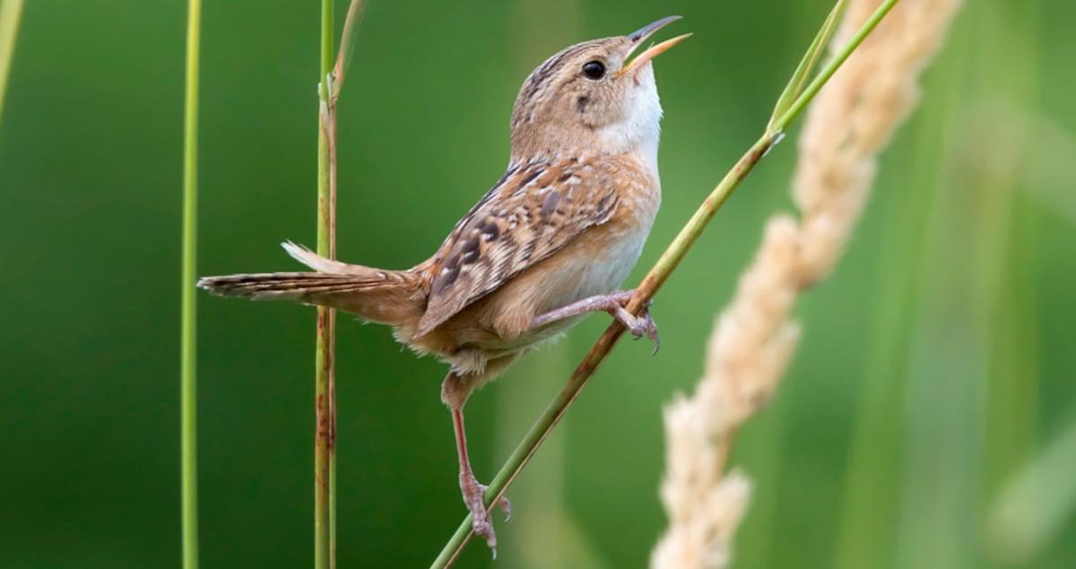 Sedge Wren Identification, All About Birds, Cornell Lab of Ornithology