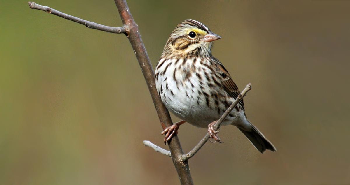 Savannah Sparrow Identification, All About Birds, Cornell Lab of ...