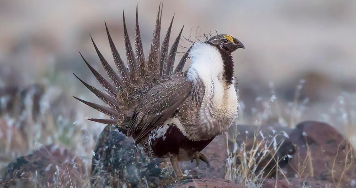 Greater Sage-Grouse Identification, All About Birds, Cornell Lab of ...