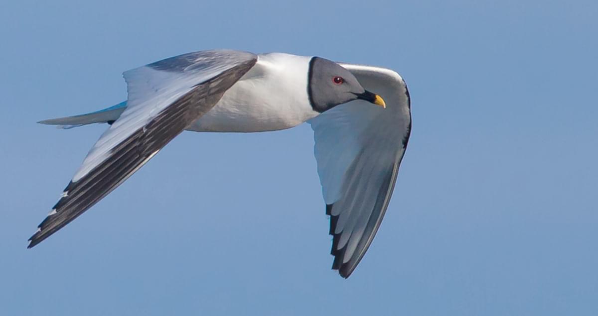 Sabine's Gull Identification, All About Birds, Cornell Lab of Ornithology