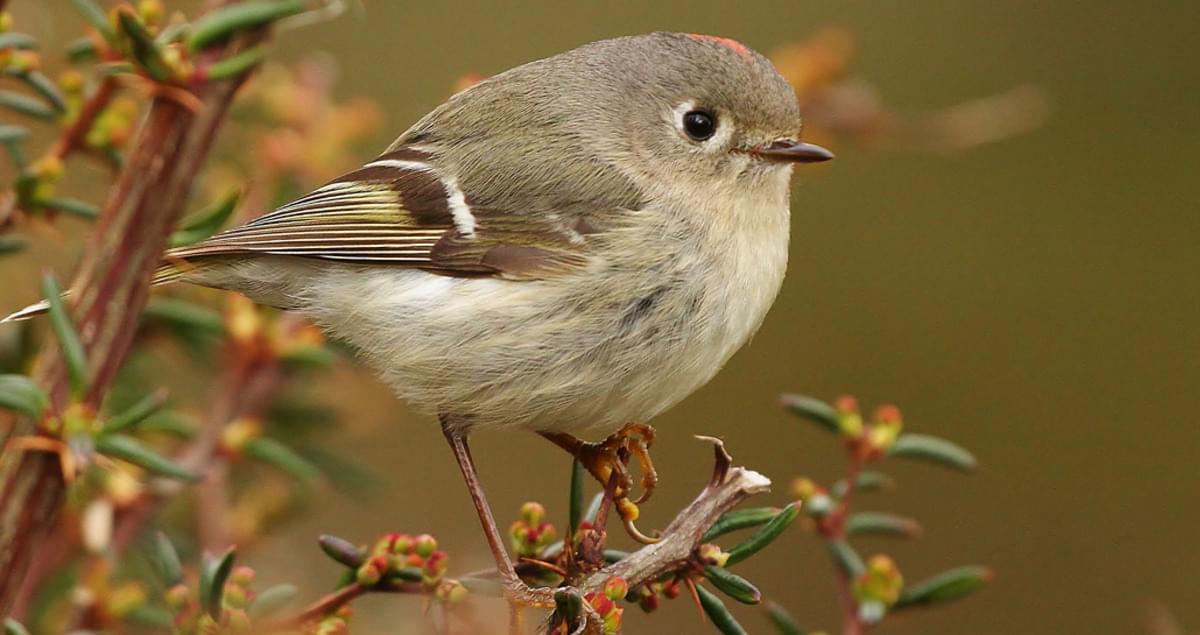 Ruby-crowned Kinglet Identification, All About Birds, Cornell Lab of ...