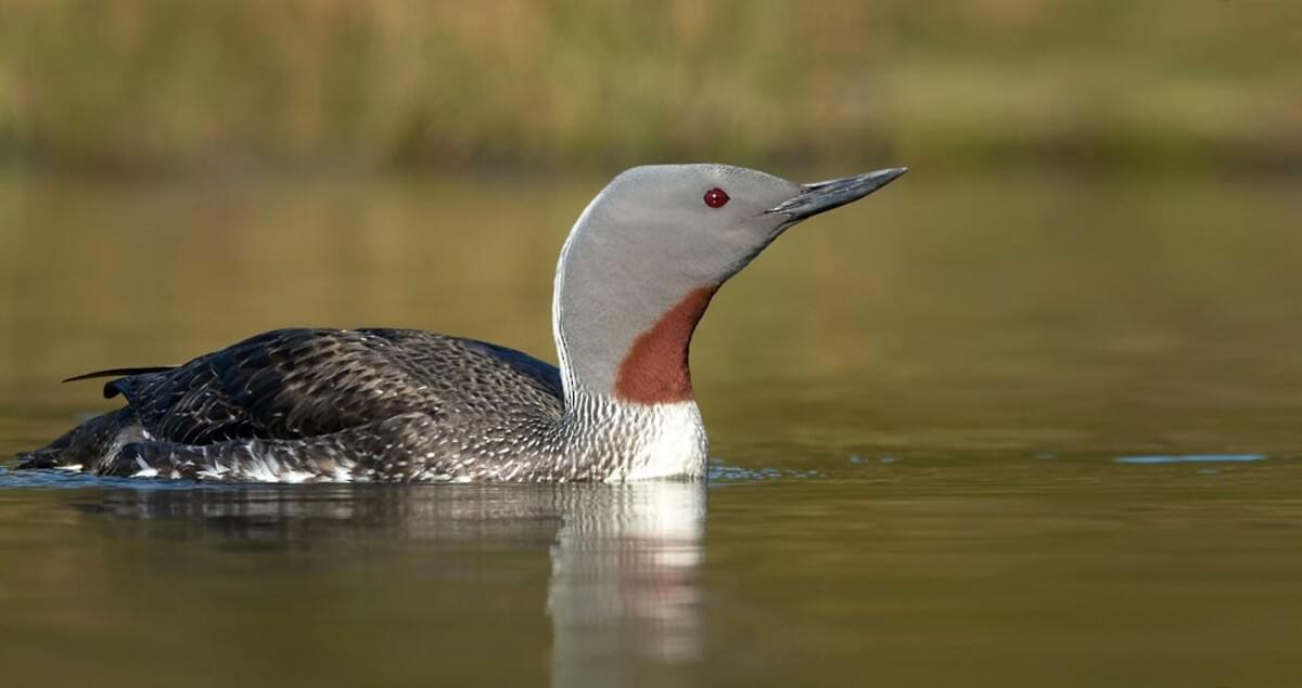 Red-throated Loon Identification, All About Birds, Cornell Lab of ...