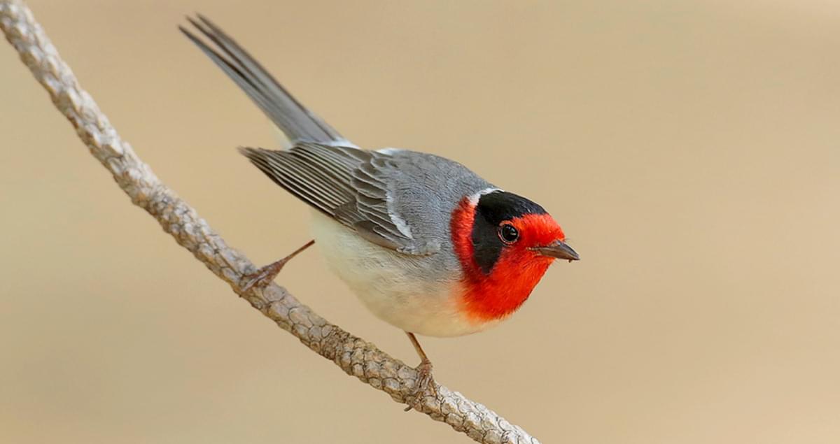 Red-faced Warbler Overview, All About Birds, Cornell Lab of Ornithology