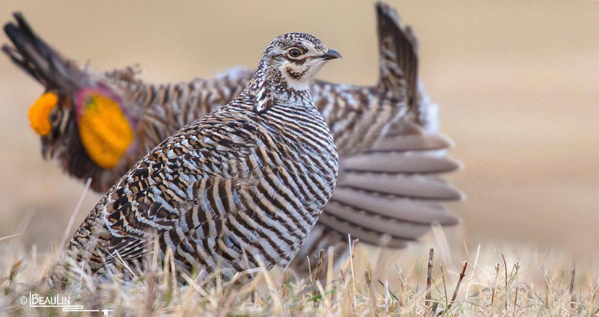 Greater Prairie-Chicken Identification, All About Birds, Cornell Lab of ...
