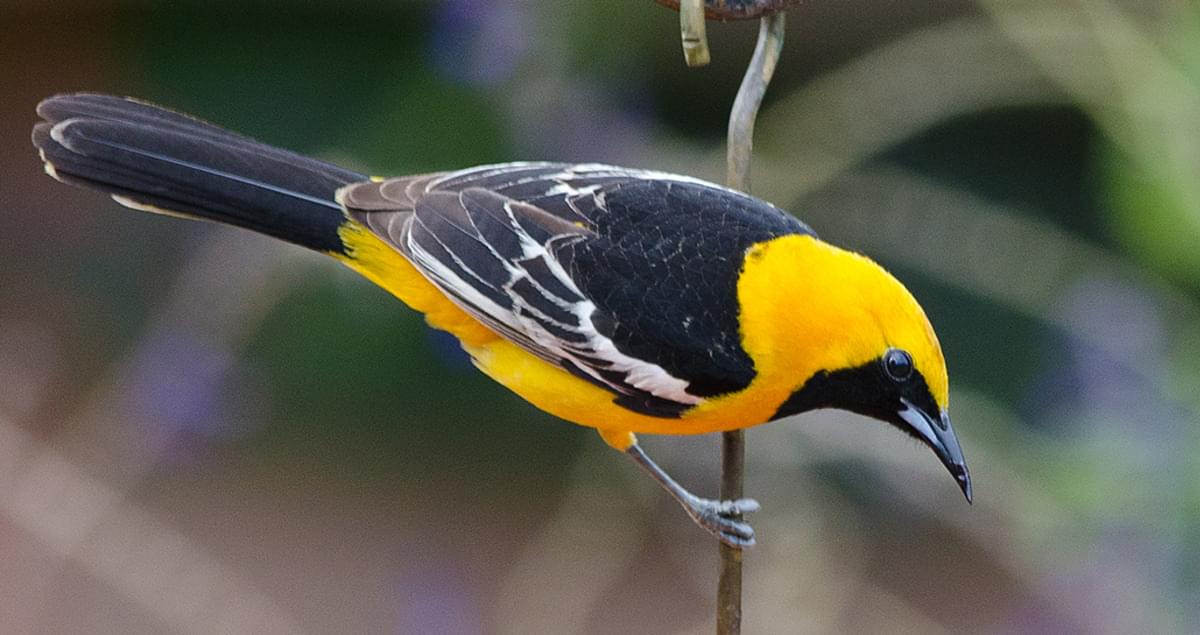 Hooded Oriole Identification, All About Birds, Cornell Lab of Ornithology