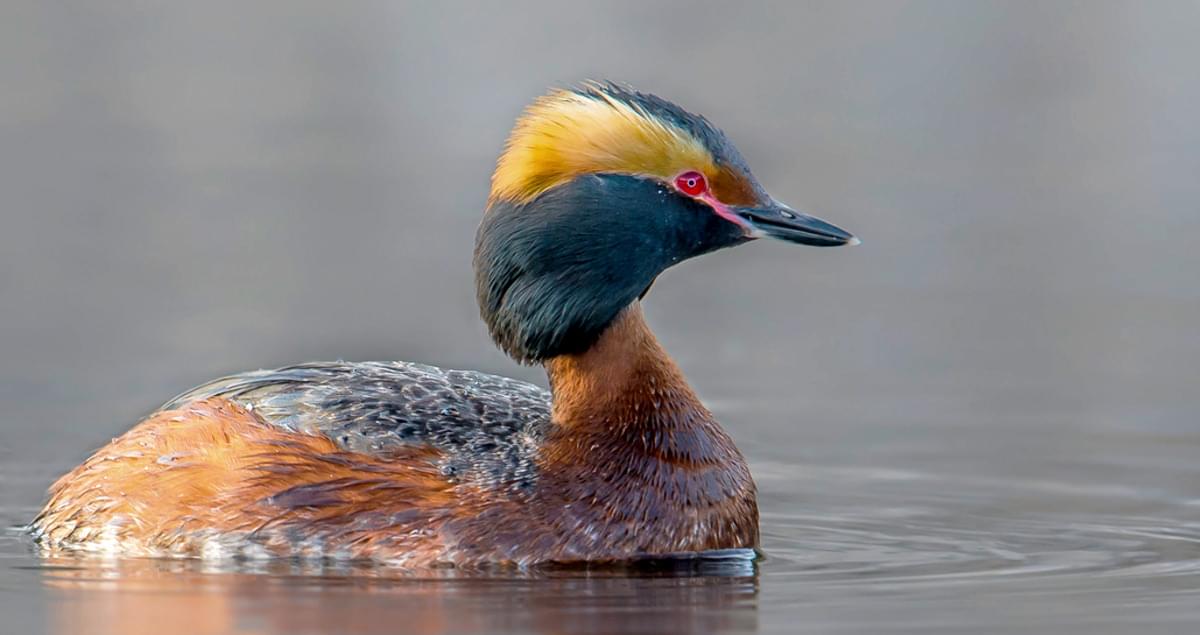 Horned Grebe Identification, All About Birds, Cornell Lab of Ornithology