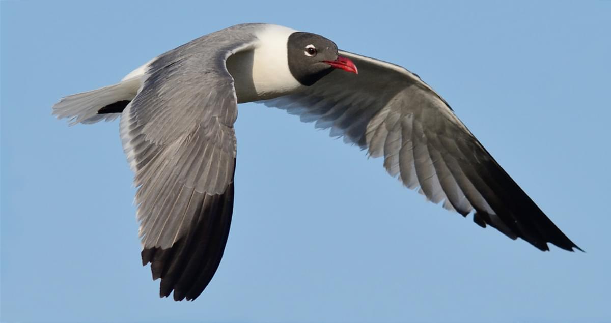 Laughing Gull Identification, All About Birds, Cornell Lab of Ornithology
