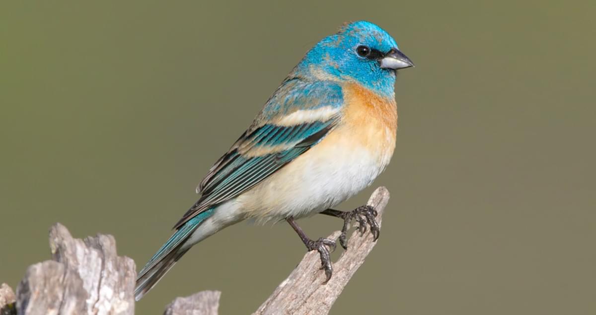 Lazuli Bunting Identification, All About Birds, Cornell Lab of Ornithology