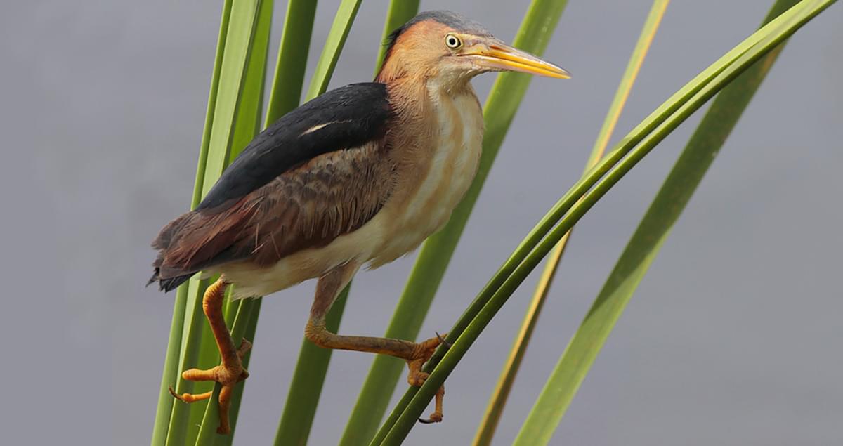 Least Bittern Identification, All About Birds, Cornell Lab of Ornithology