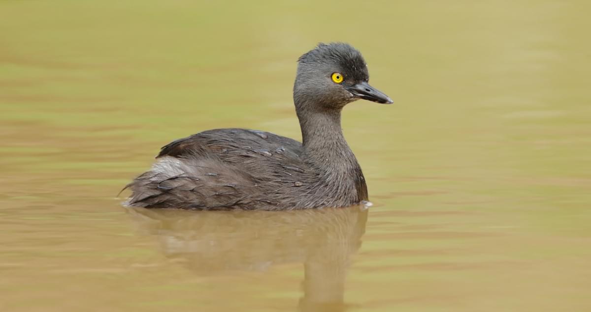 Least Grebe Identification, All About Birds, Cornell Lab of Ornithology