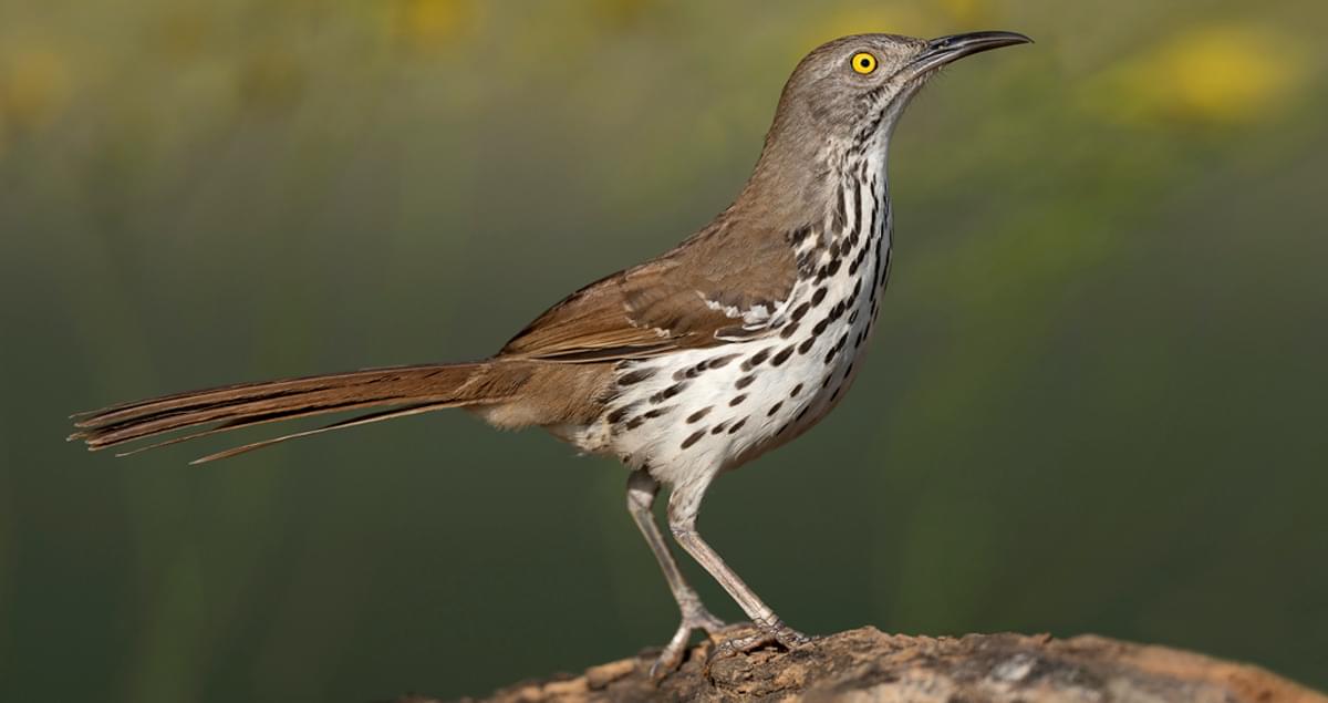 Long-billed Thrasher Identification, All About Birds, Cornell Lab of ...