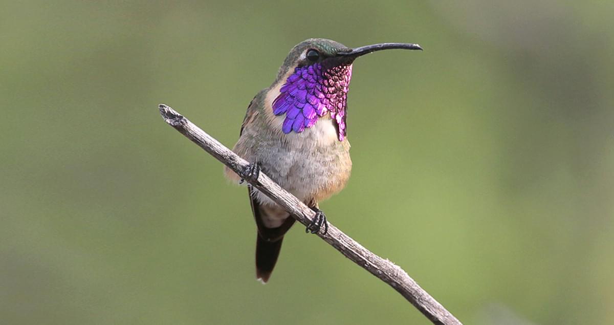 Lucifer Hummingbird Identification, All About Birds, Cornell Lab of ...