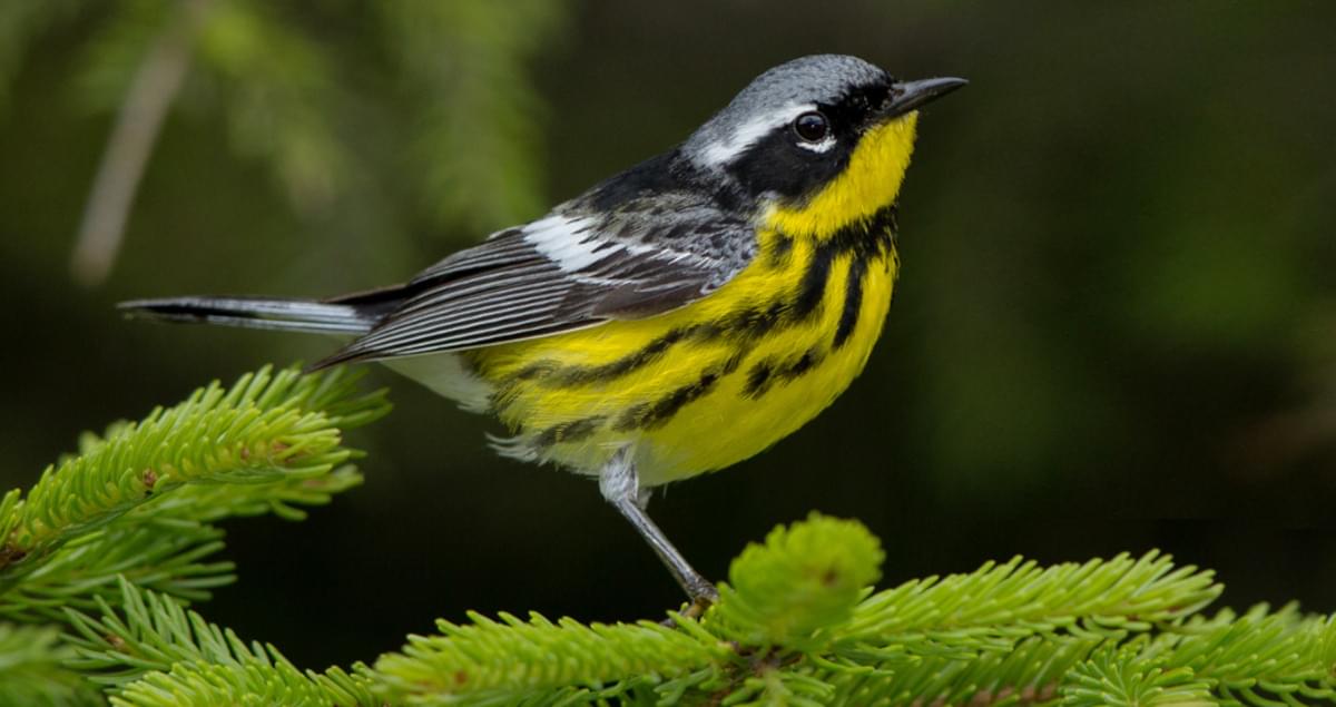 Magnolia Warbler Identification, All About Birds, Cornell Lab of ...