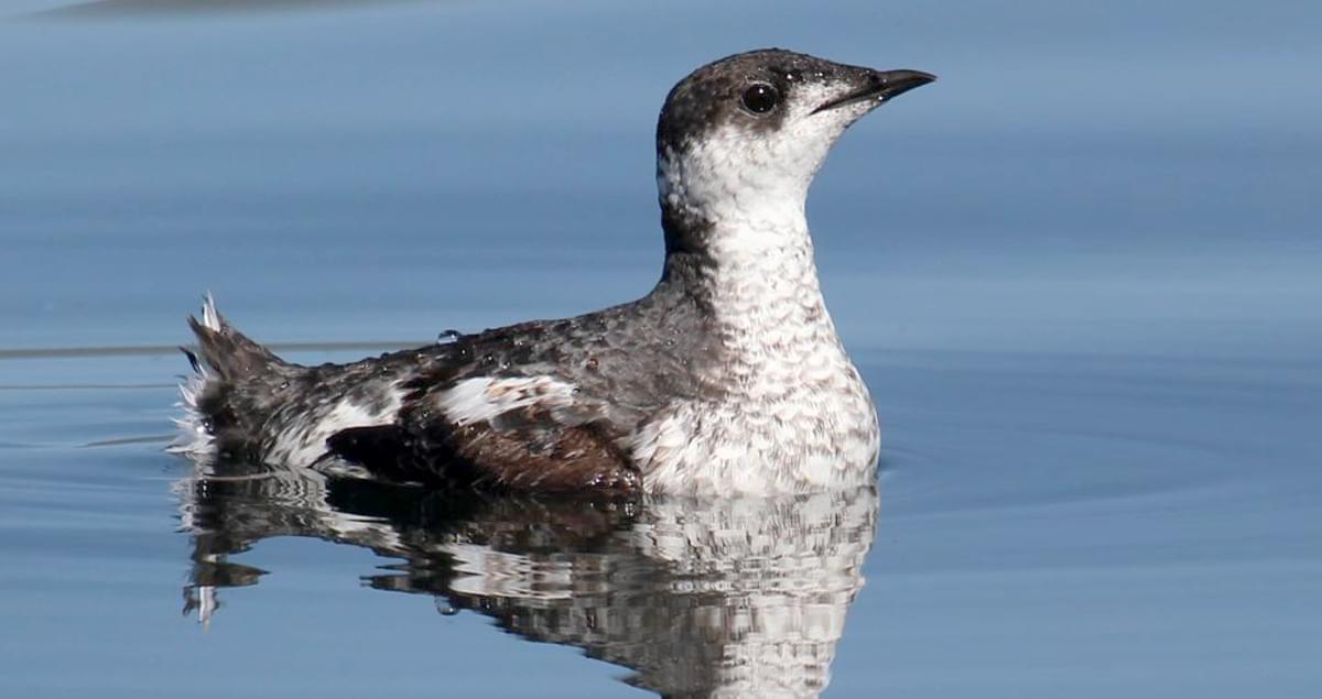 Marbled Murrelet Life History, All About Birds, Cornell Lab of Ornithology