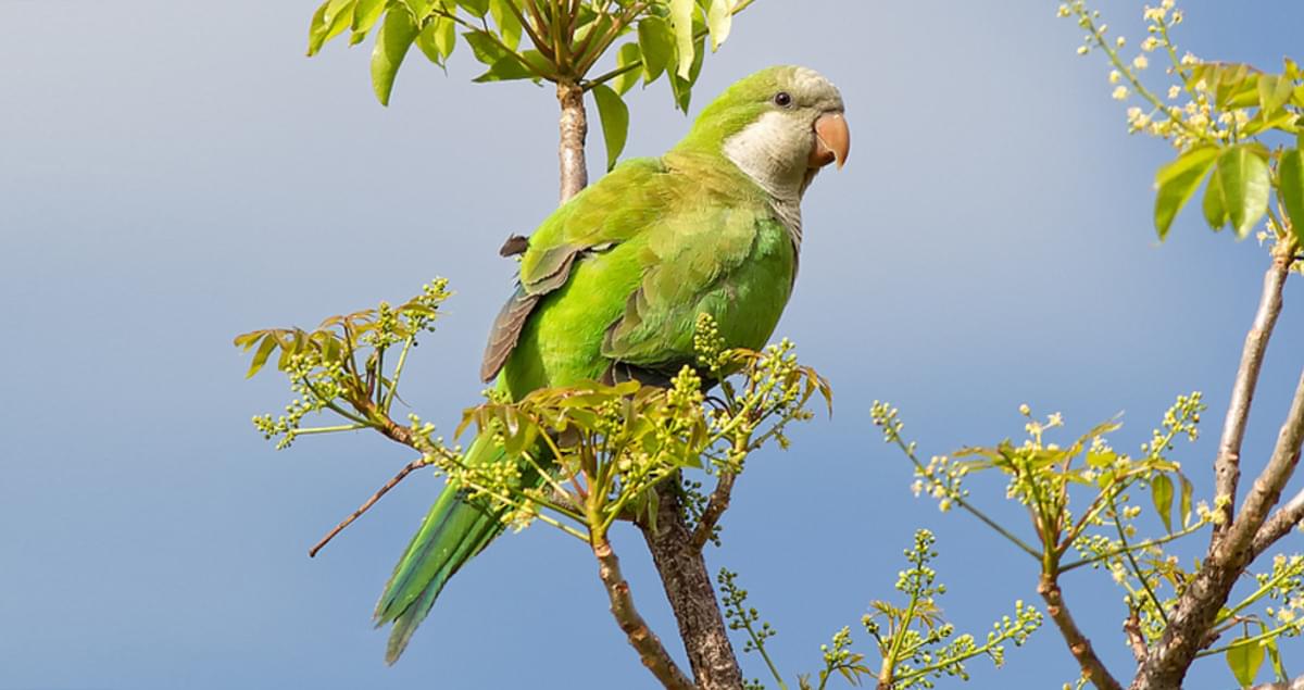 Monk Parakeet Identification, All About Birds, Cornell Lab of Ornithology