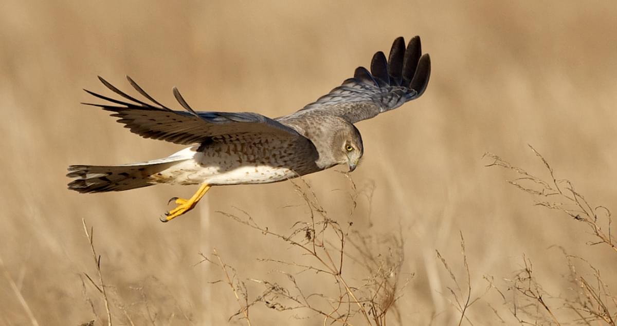 Northern Harrier Identification, All About Birds, Cornell Lab of ...
