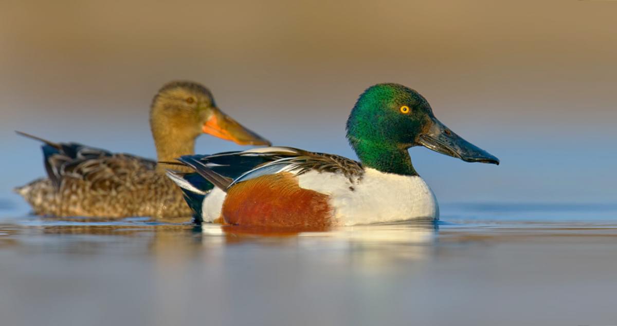 Northern Shoveler Identification, All About Birds, Cornell Lab of ...