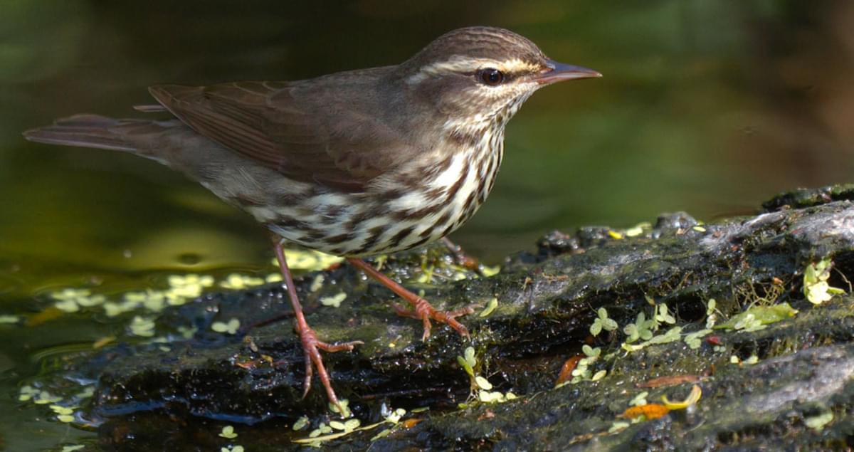 Northern Waterthrush Identification, All About Birds, Cornell Lab of ...