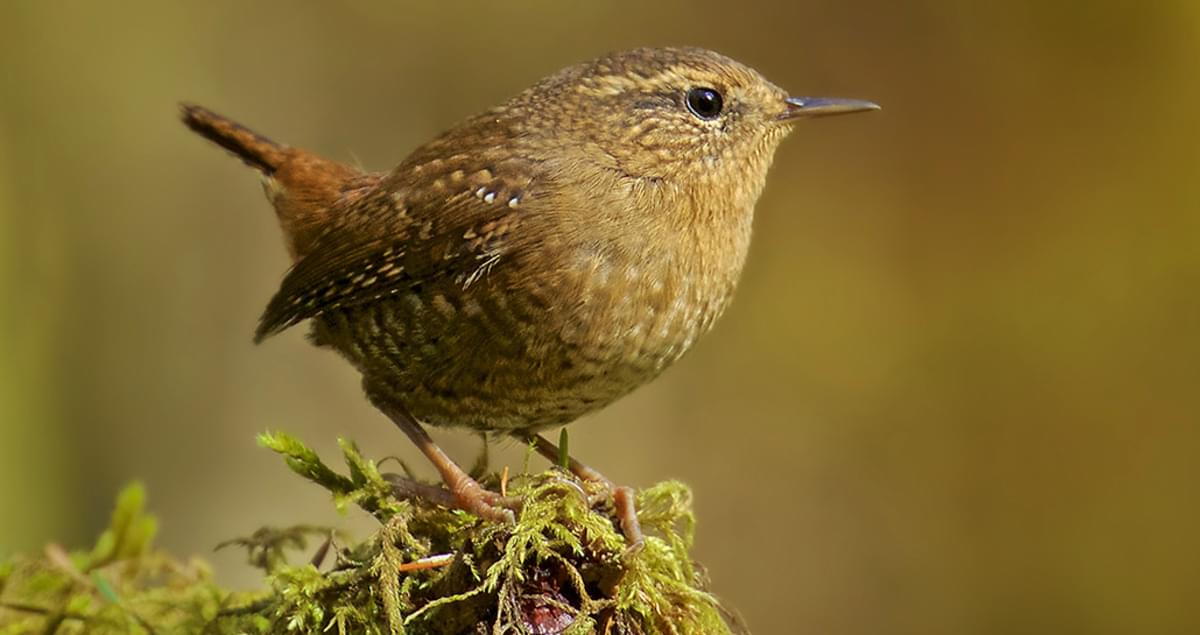 Pacific Wren Identification, All About Birds, Cornell Lab of Ornithology