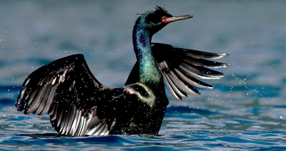 Pelagic Cormorant Identification, All About Birds, Cornell Lab of ...