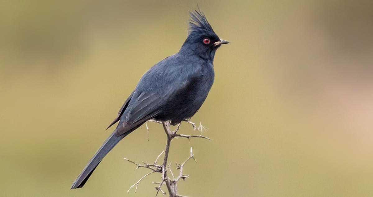 Phainopepla Identification, All About Birds, Cornell Lab of Ornithology