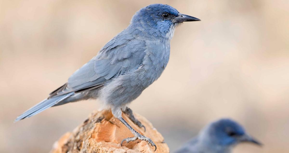 Pinyon Jay Life History, All About Birds, Cornell Lab of Ornithology