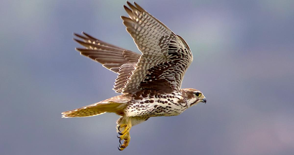 Prairie Falcon Identification, All About Birds, Cornell Lab of Ornithology
