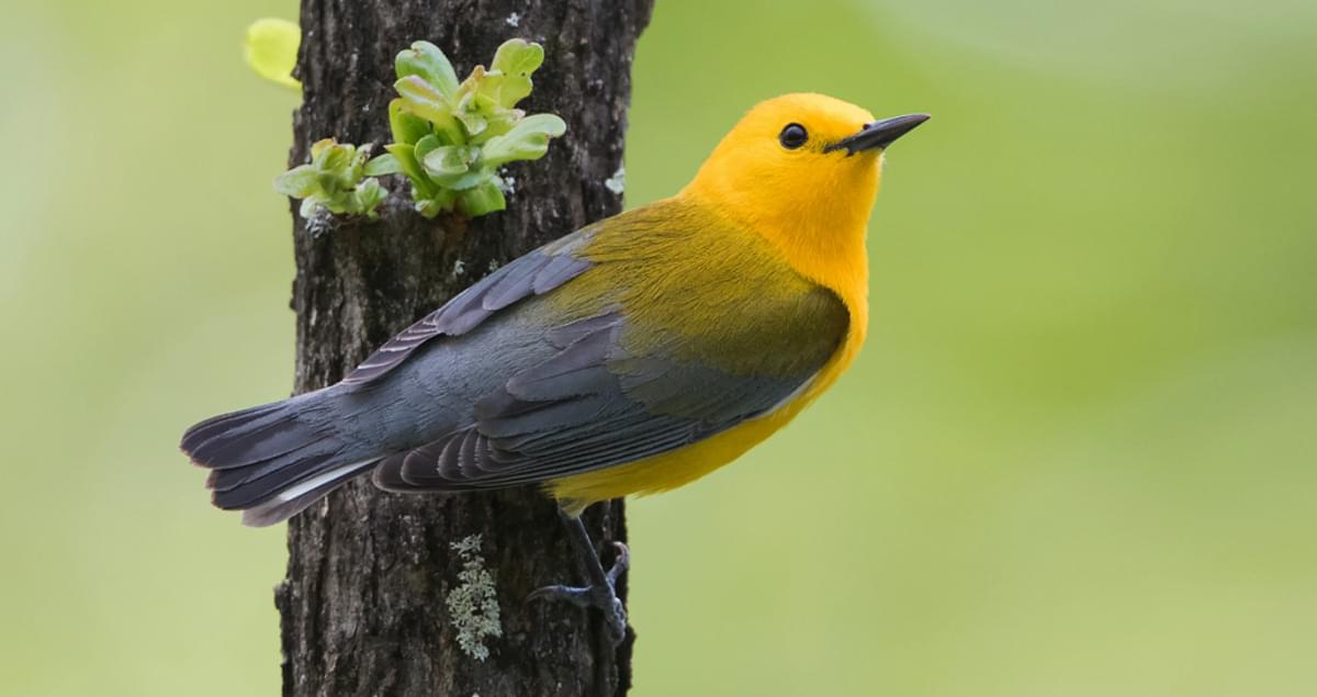 Prothonotary Warbler Identification, All About Birds, Cornell Lab of ...