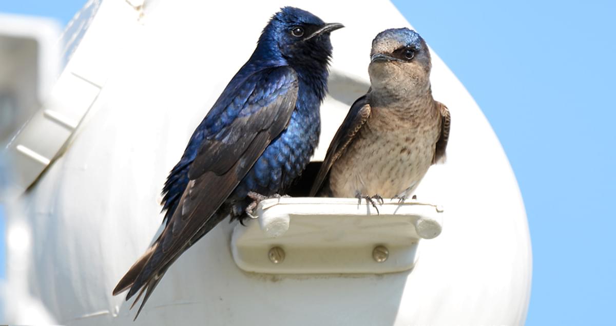 Purple Martin Identification, All About Birds, Cornell Lab of Ornithology