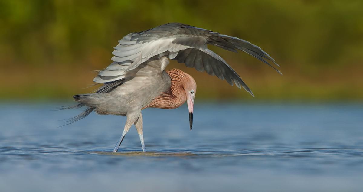 Reddish Egret Identification, All About Birds, Cornell Lab of Ornithology
