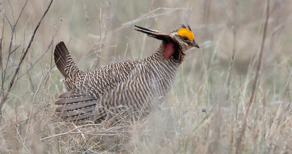 Lesser Prairie-Chicken Range Map, All About Birds, Cornell Lab of ...