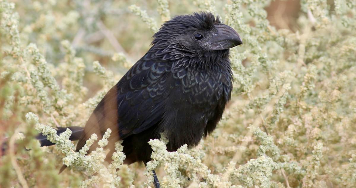 Groove-billed Ani Identification, All About Birds, Cornell Lab of ...