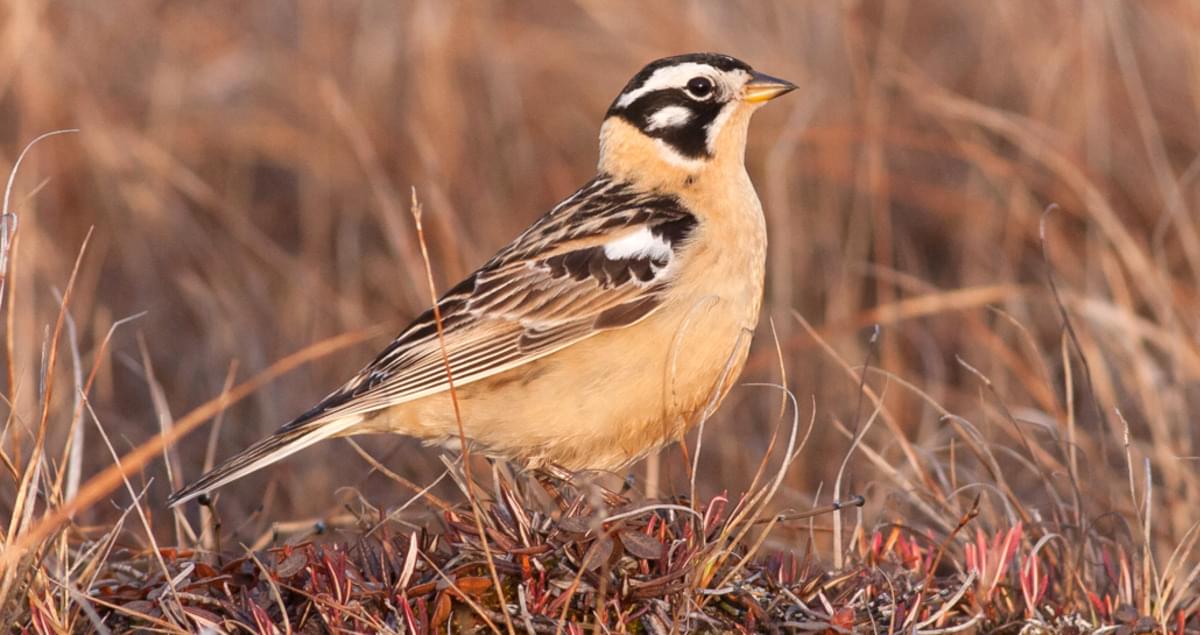 Smith's Longspur Identification, All About Birds, Cornell Lab of Ornithology