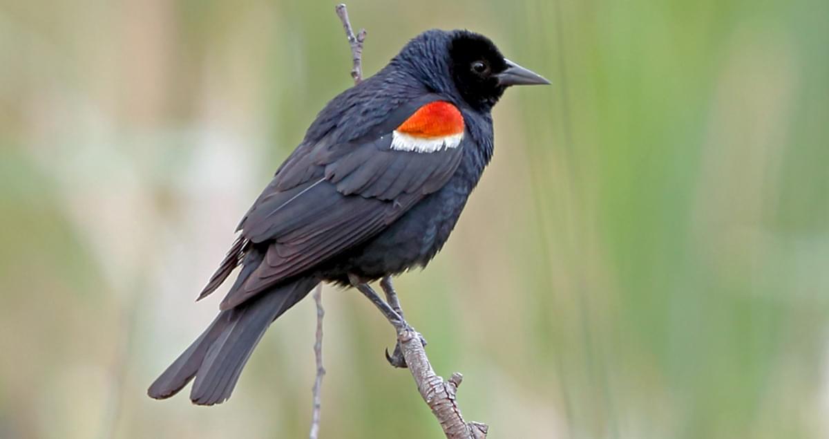 Tricolored Blackbird Overview, All About Birds, Cornell Lab of Ornithology