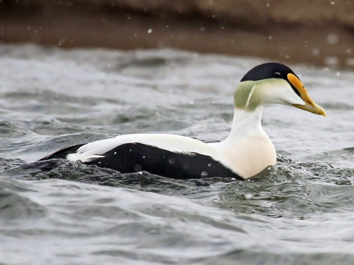 The male Eider bird is pretty damn slick looking. : r/pics