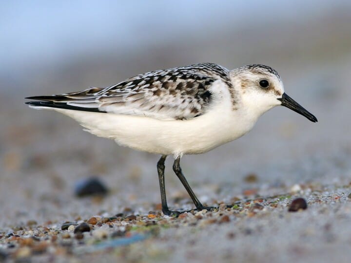 Shore bird in coastal NE FL (beak seems too long to be Sanderling?) : r ...