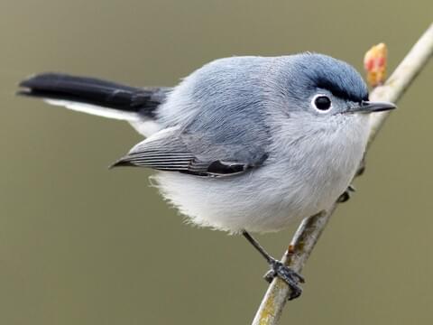 Help identifying small blue bird in IL : r/whatsthisbird
