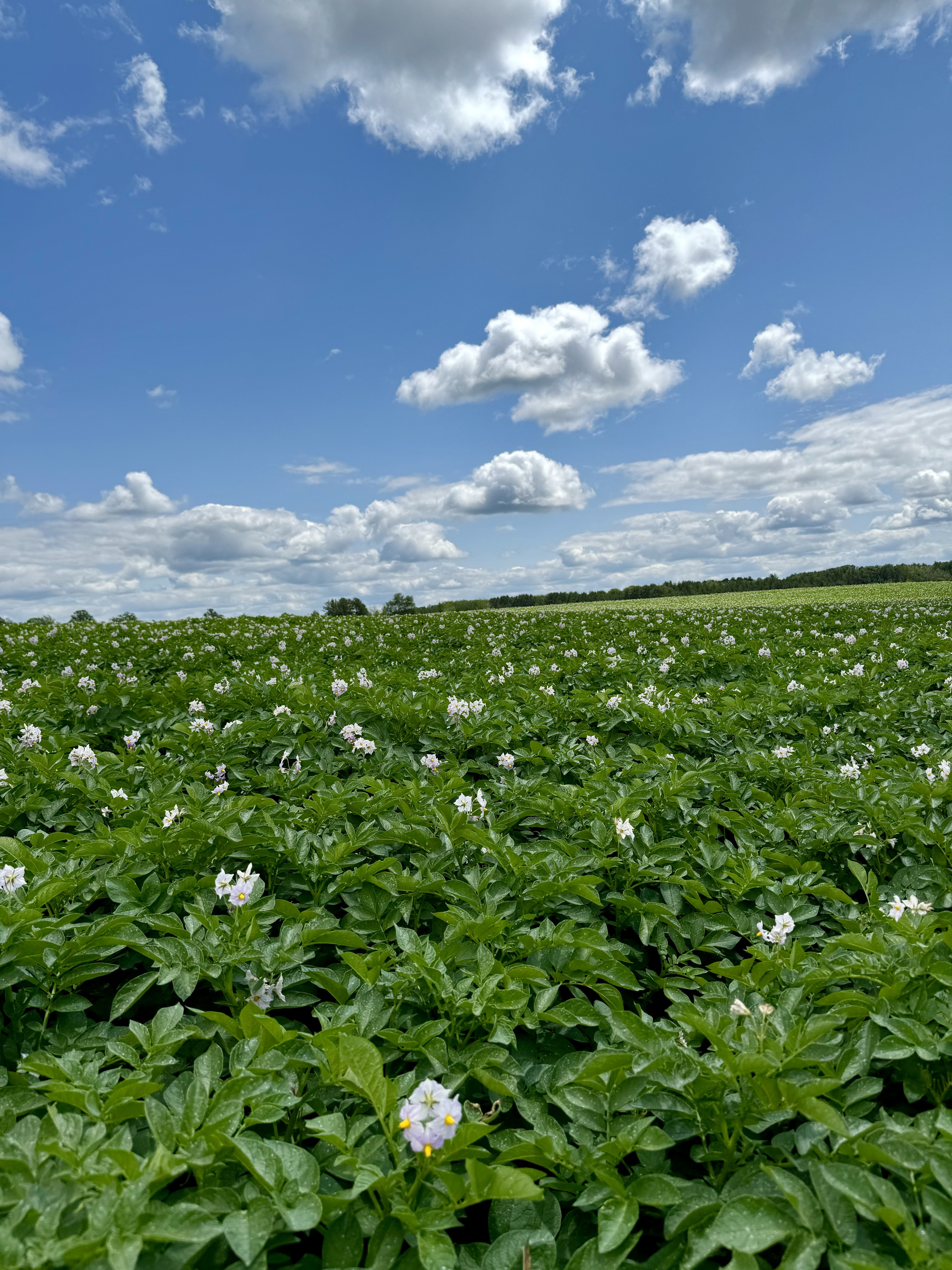Celebrating Women on the Farm | RD Offutt Farms