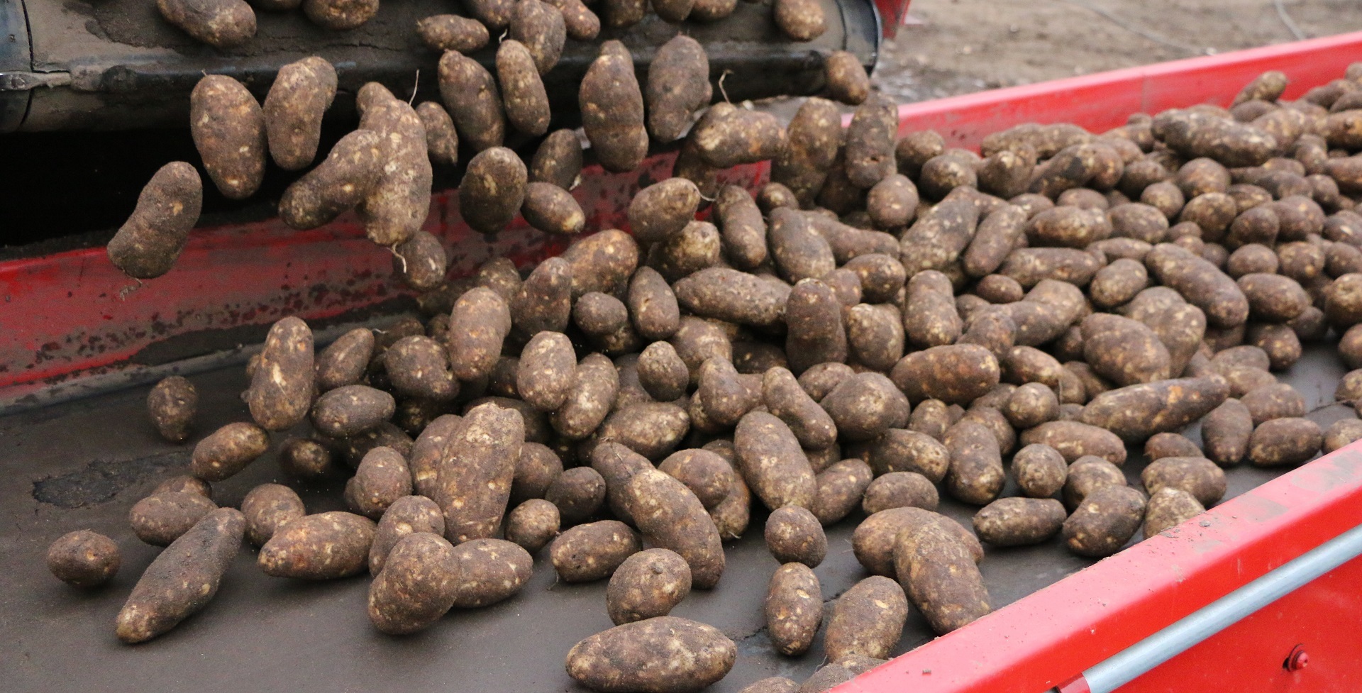 Getting Potatoes into the Mouths of Consumers | RD Offutt Farms