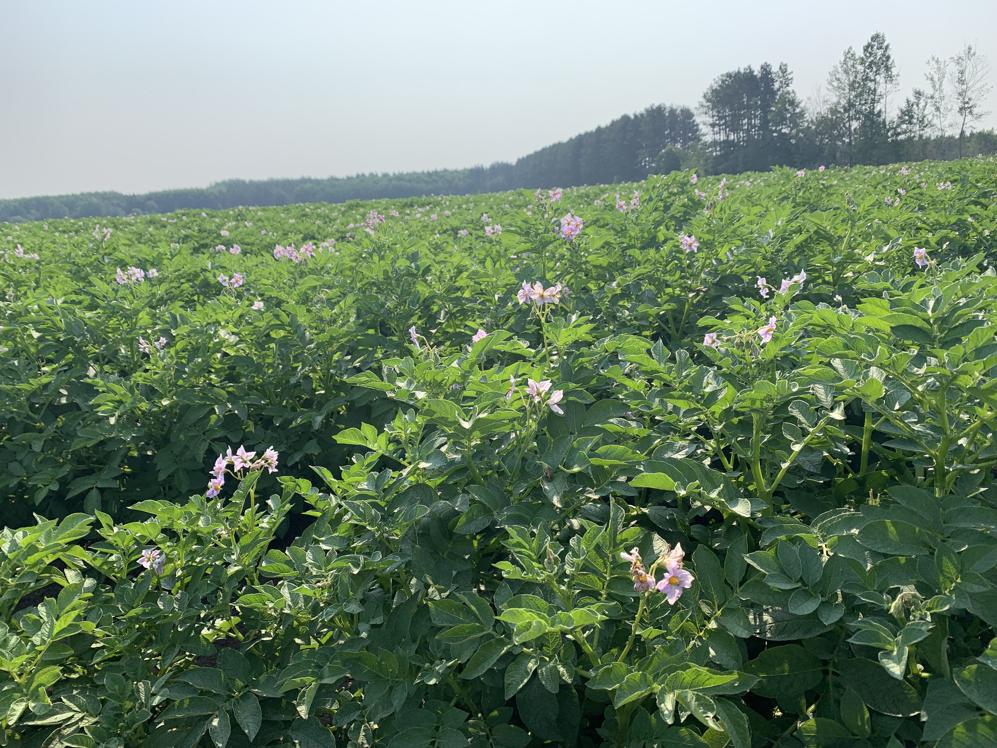 R.D. Offutt Farms achieves Water Quality… | RD Offutt Farms