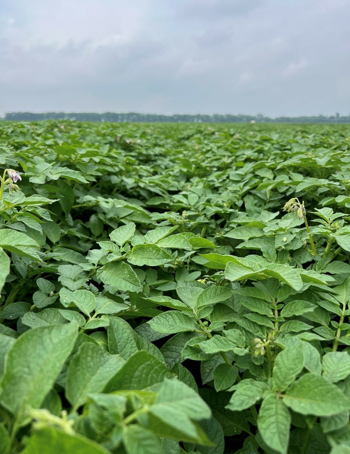 Groundwater analysis finds aquifers strong in Park… | RD Offutt Farms